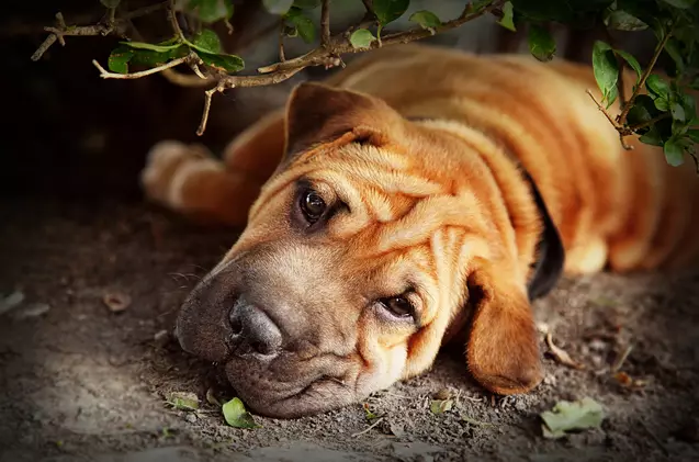 quiet-dog-breeds-Chinese-shar-pei