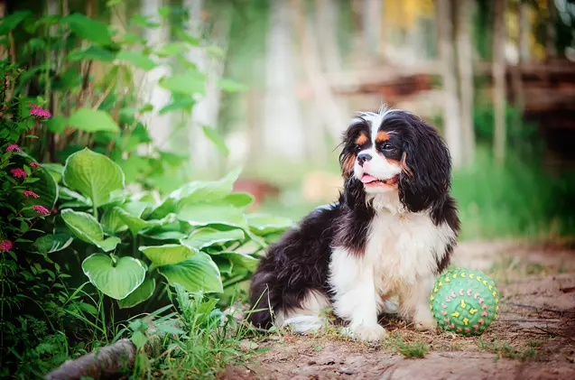 cavalier-king-charles-spaniel