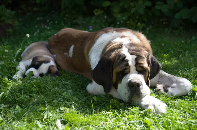 නිහඬ-සුනඛ අභිජනන-saint-bernard