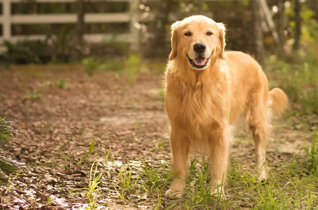 quiet-dog-breeds- Golden-retriever