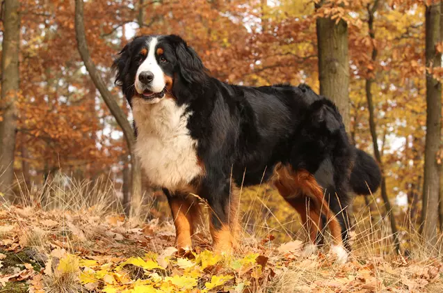 rustige-hondenrassen-berner-berghond