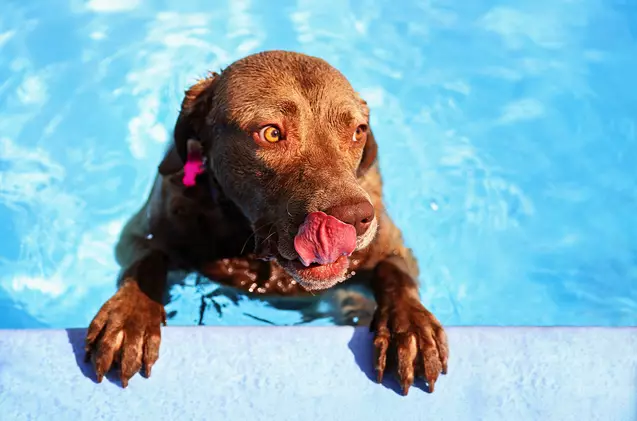 Top 10 des meilleures races de chiens d'eau 9075_1