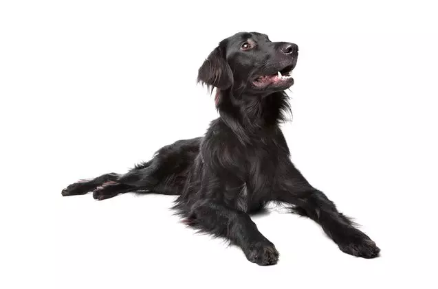 Najlepsze rasy psów wodnych: Flat Coated Retriever