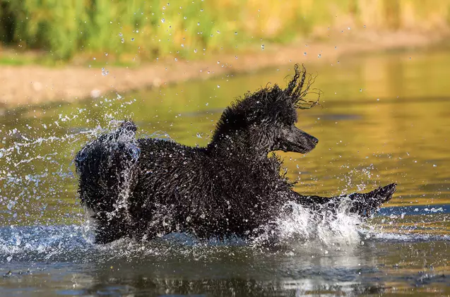 Meilleures races de chiens d'eau :: Caniche standard