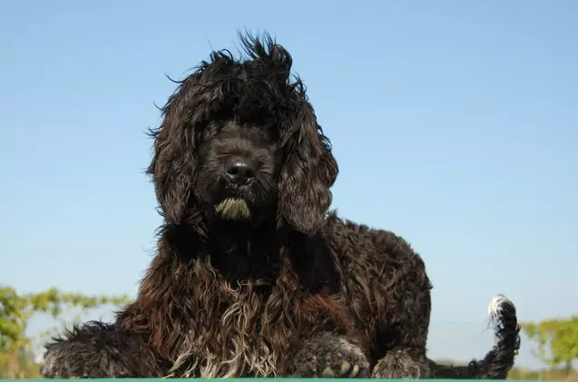 Meilleures races de chiens d'eau: Chien d'eau portugais