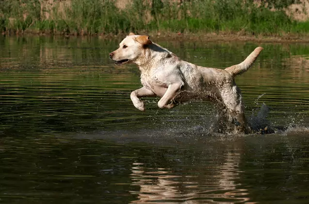 Meilleures races de chiens d'eau: Labrador Retriever