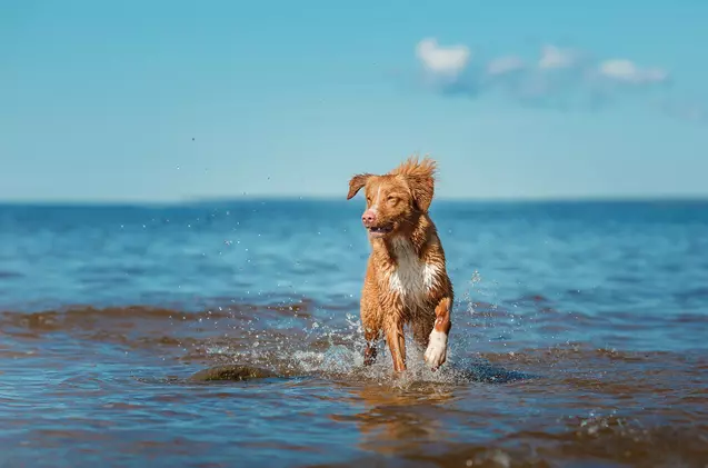 Najlepsze rasy psów wodnych: Nova Scotia Duck Tolling Retriever