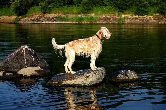 Meilleures races de chiens d'eau : Setter anglais