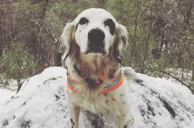 El setter anglès sacrifica la seva vida per salvar el pare d'un atac mortal d'ós 9076_1