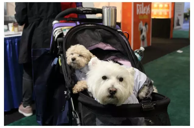 Эти два влиятельных лица были на выставке Global Pet Expo.