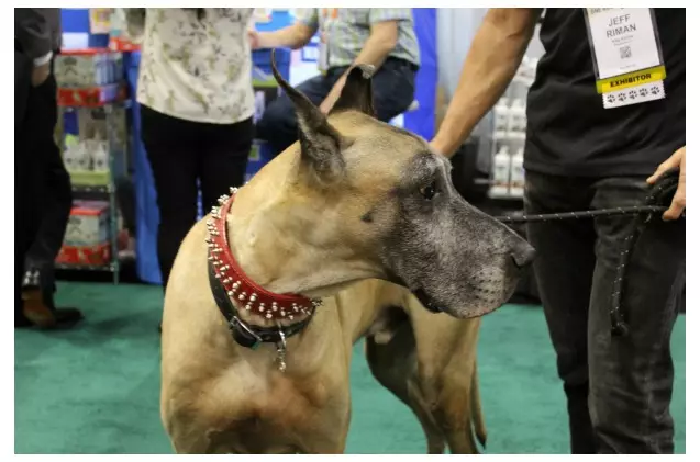 Эта большая собака Моджо висела на выставке Global Pet Expo.