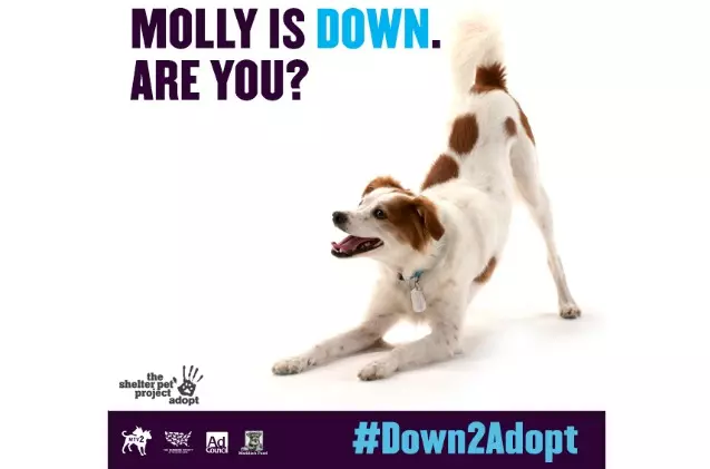 MTV2 vrea să știe dacă ești #Down2Adopt [Video]