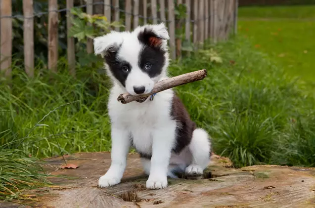 Tendances des noms de chiens mignons 2016 : Orange est le nouveau noir