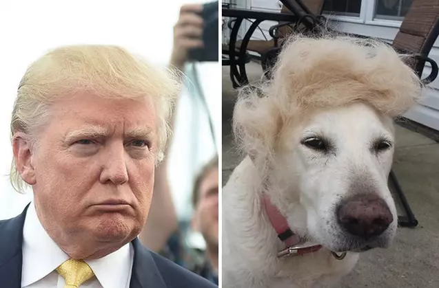 Met die VSA se presidensiële wedloop van 2016 kom die moontlikheid dat mense hul geliefde hond Bernie, Jeb, Hilary noem ... en wie weet, selfs Trump.