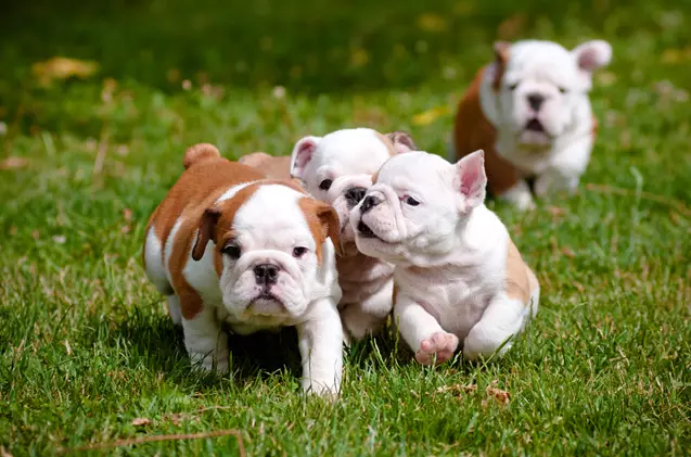 Top 10 des tendances de noms de chiens mignons pour 2016 9311_4