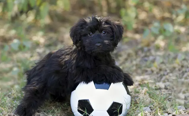 Tendances des noms de chiens mignons 2016 : noms de football de la Coupe d'Europe 2016