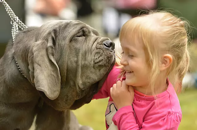 Top 10 Cuddliest Dog Breeds 9356_9