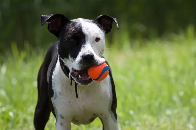 Playgroups Pengubah Permainan untuk Anjing Penampungan Sekarang Mungkin Setelah Hibah $1,5 juta 9393_1