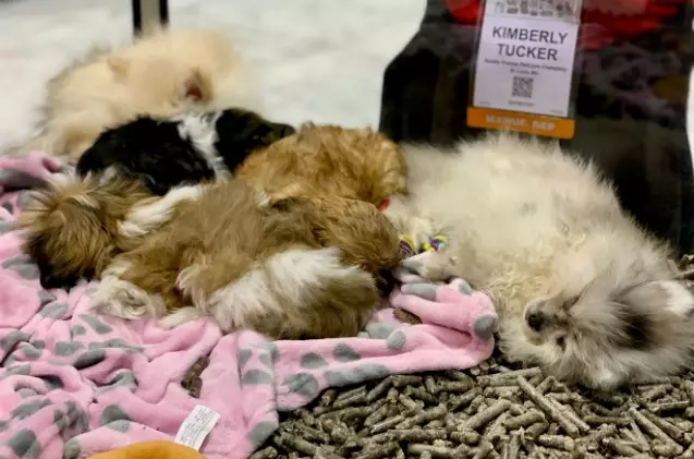 Global Pet Expo Tag 3: Bis zum nächsten Jahr 9491_1