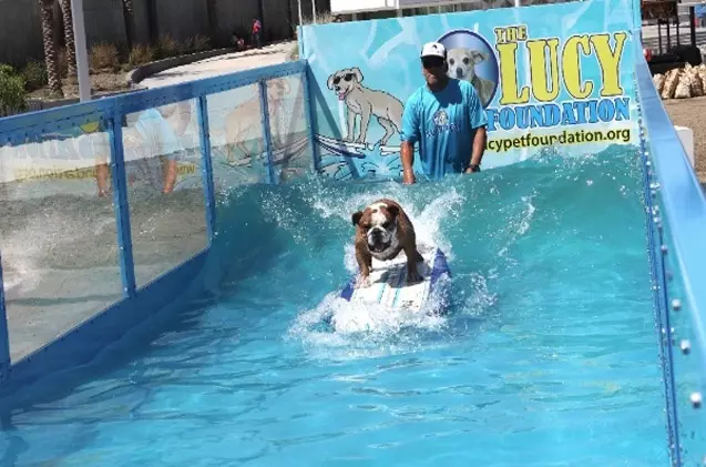 Люси Петның Гнарли Кранк'н К-9 дулкын ясаучысы Woofstock 2017 9540_1