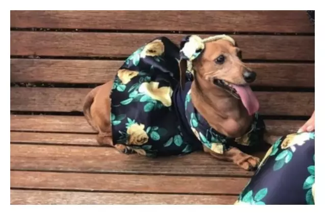 L'adorable rescat Daschund va aconseguir un vestit a joc per al baile de graduació de la seva mare