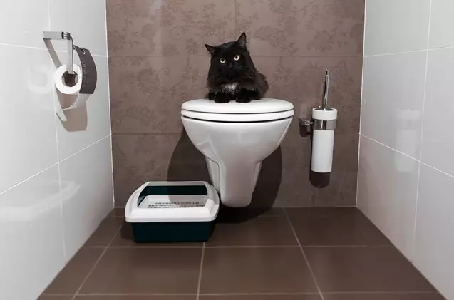 Přestávka v koupelně: Jak vycvičit kočku na toaletu