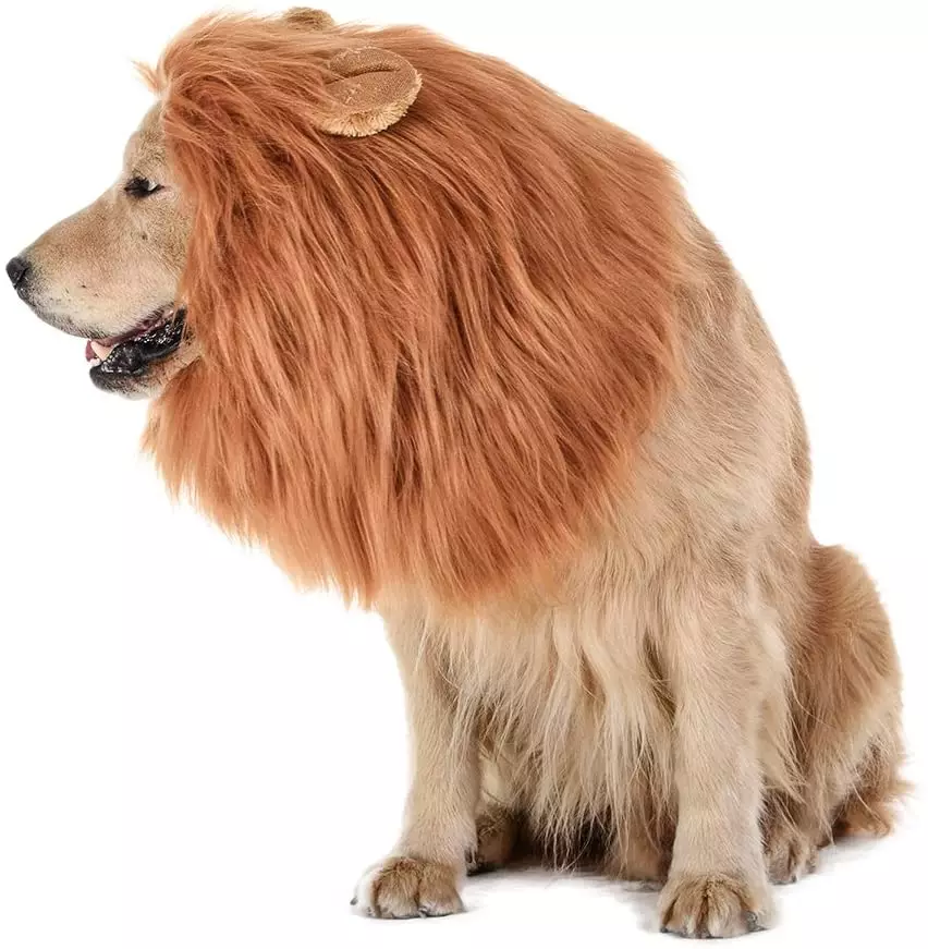 Top 10 Howlarious Dog Halloween Costumes 9724_2