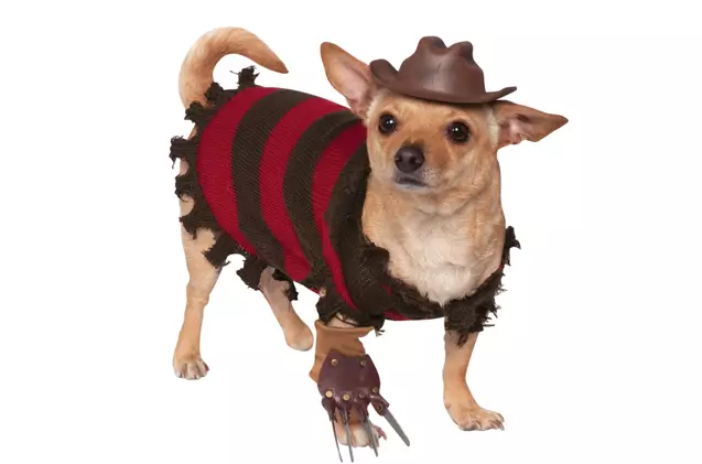 dog-halloween-costumes-freddie