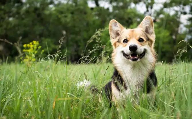 犬を飼うことの環境への影響は何ですか？ 97_1