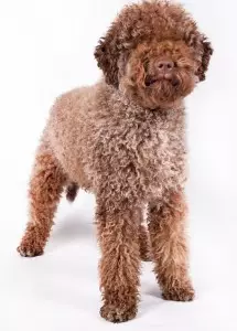 Lagotto-Romagnolo