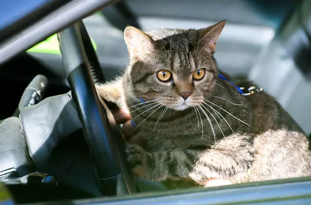 Mačke i vožnje automobilom: kako ih natjerati da se pomiješaju 9914_1