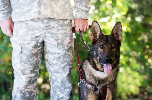 Fidelco saņem 100 000 USD, lai apmācītu dienesta suņus veterāniem 9944_1